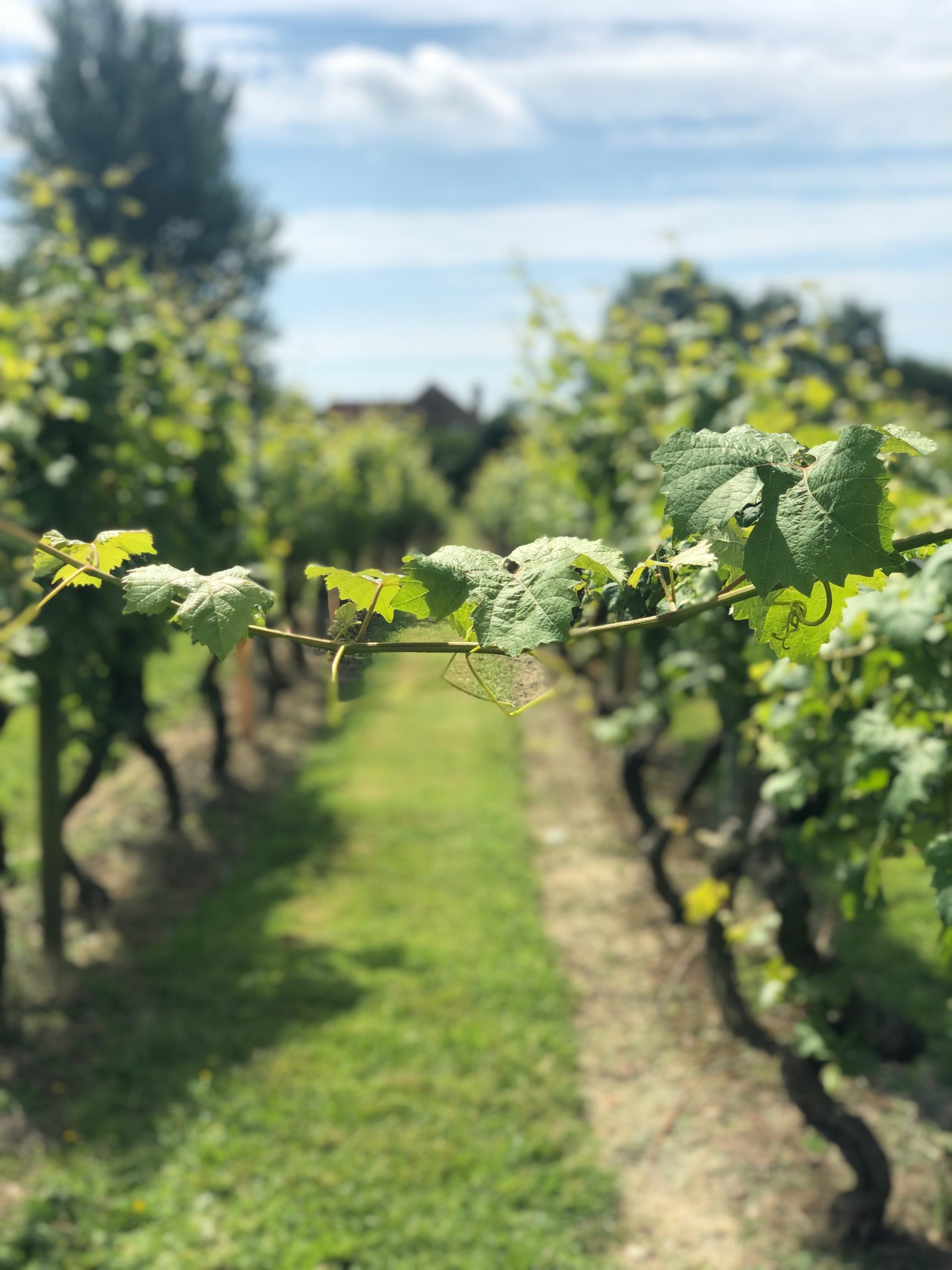 Virtual Wine Class: Champagne Campaign - Amusée