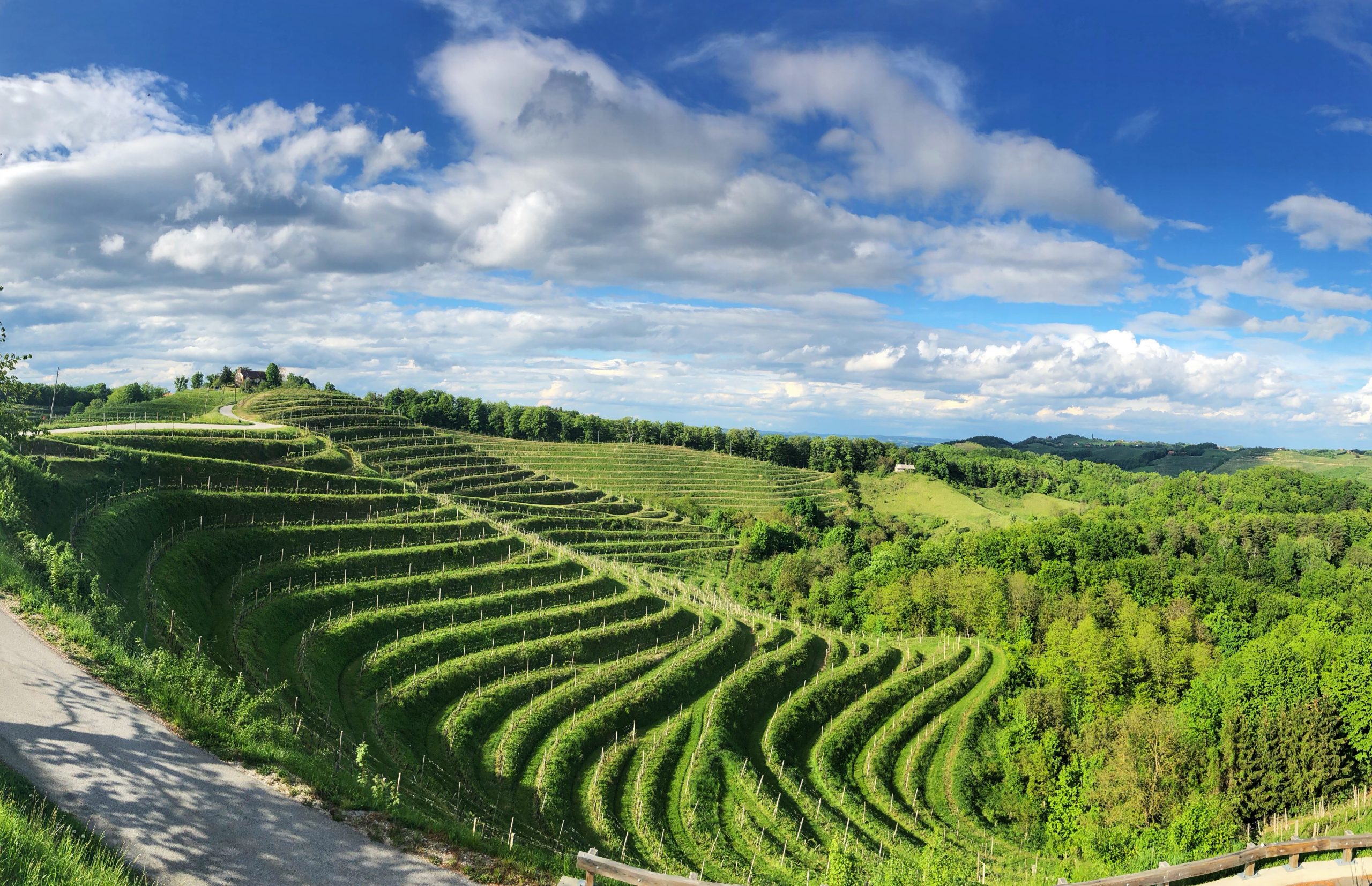 Demystifying the new GREEN language of wine - Amusée